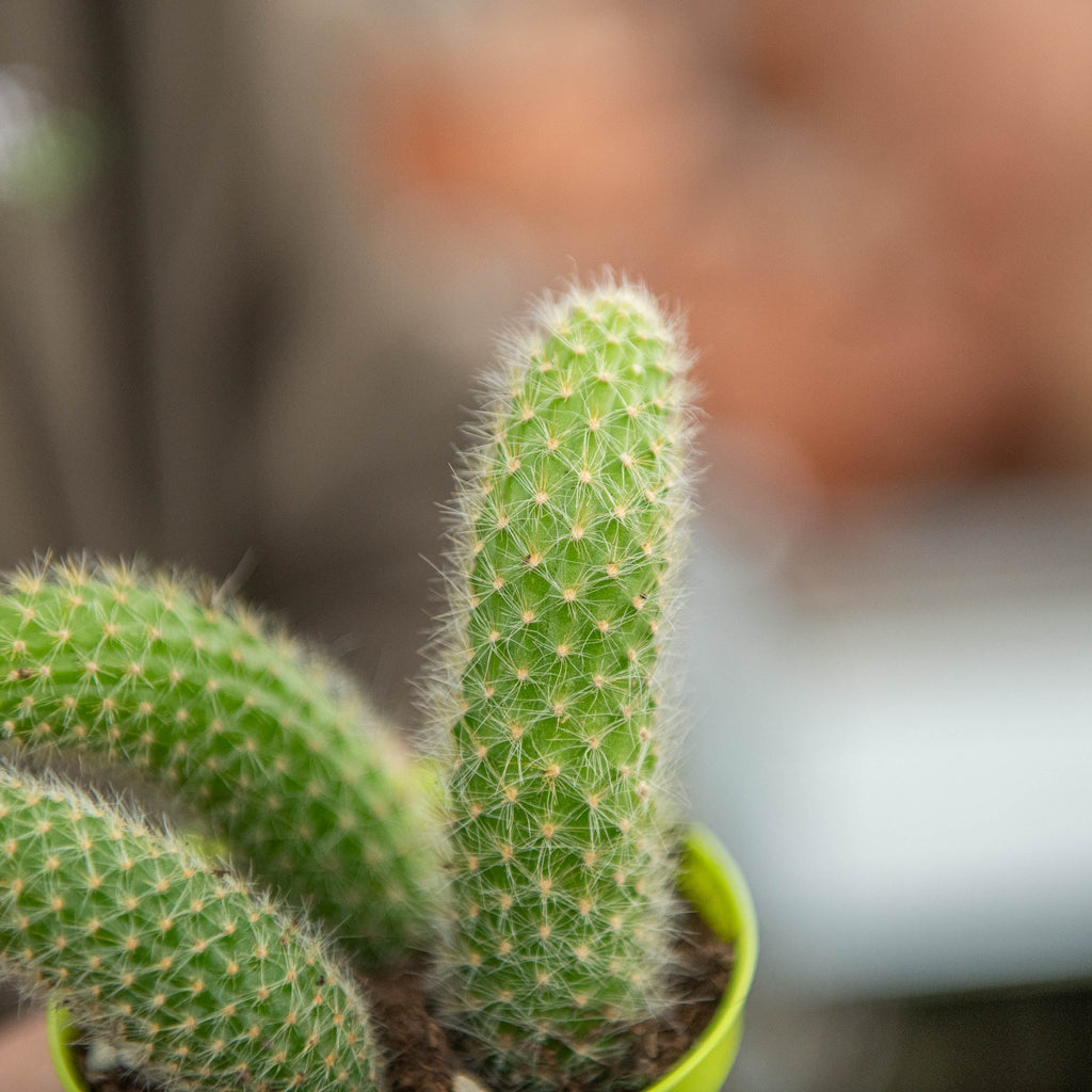 Coda di scimmia pianta - Cleistocactus Colademononis – Simegarden