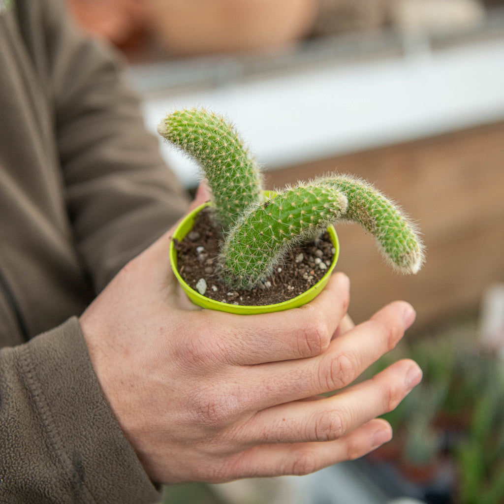 Coda di scimmia pianta - Cleistocactus Colademononis – Simegarden