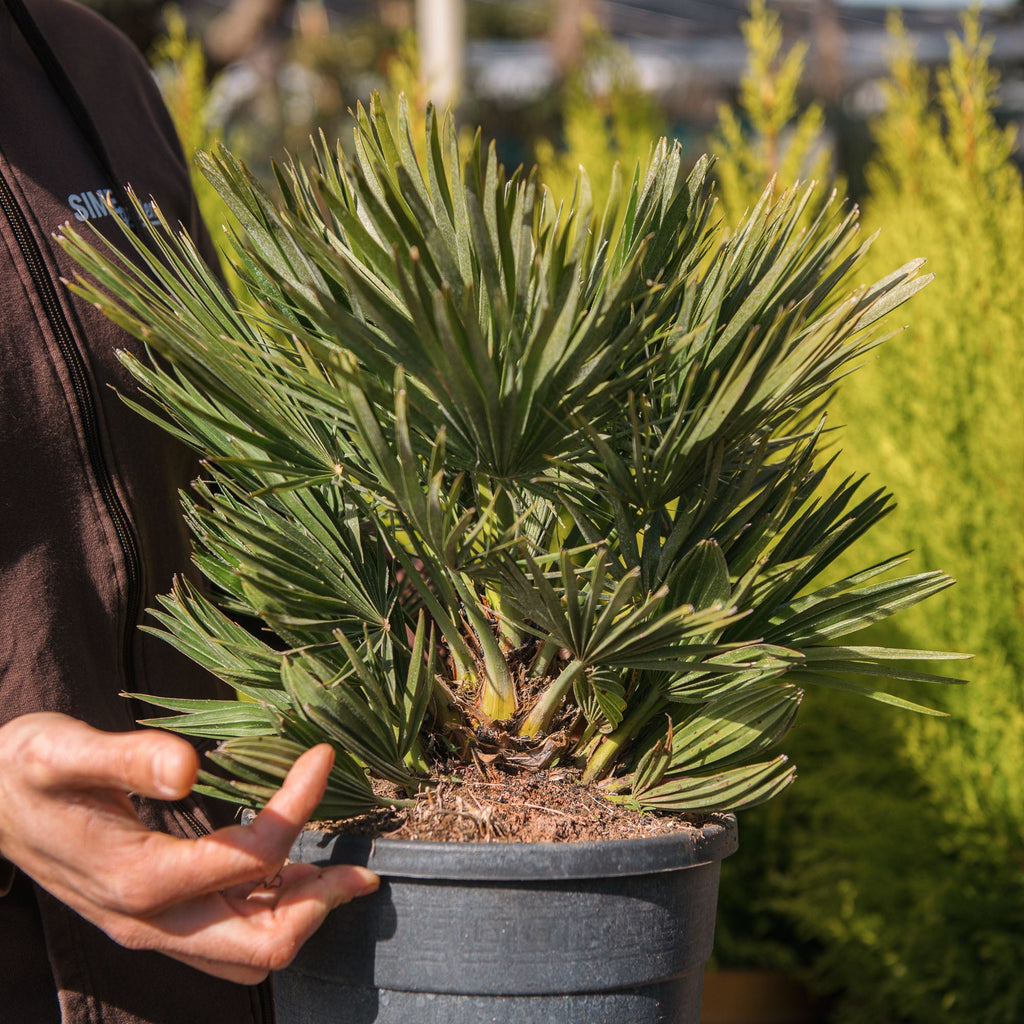 Palma nana Chamaerops humilis compacta – Simegarden