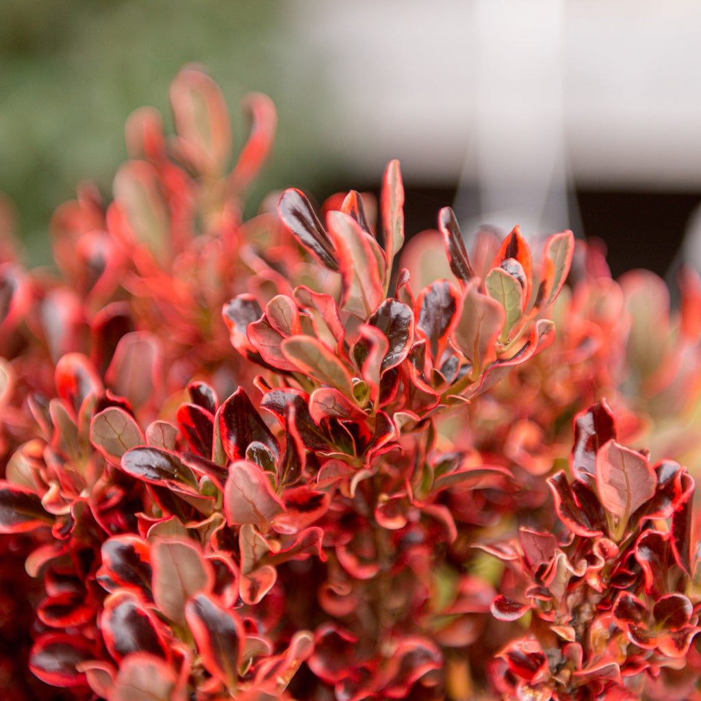 Coprosma repens rosso – Simegarden