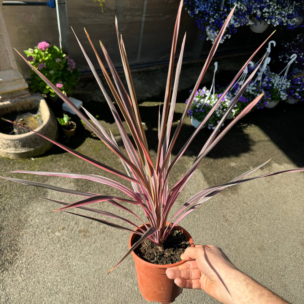 Cordyline southern splendor – Simegarden