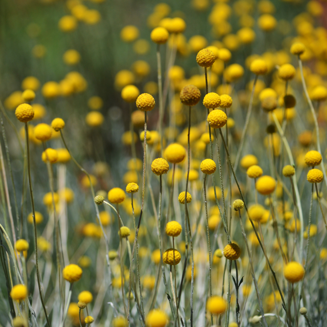 Craspedia globosa – Simegarden
