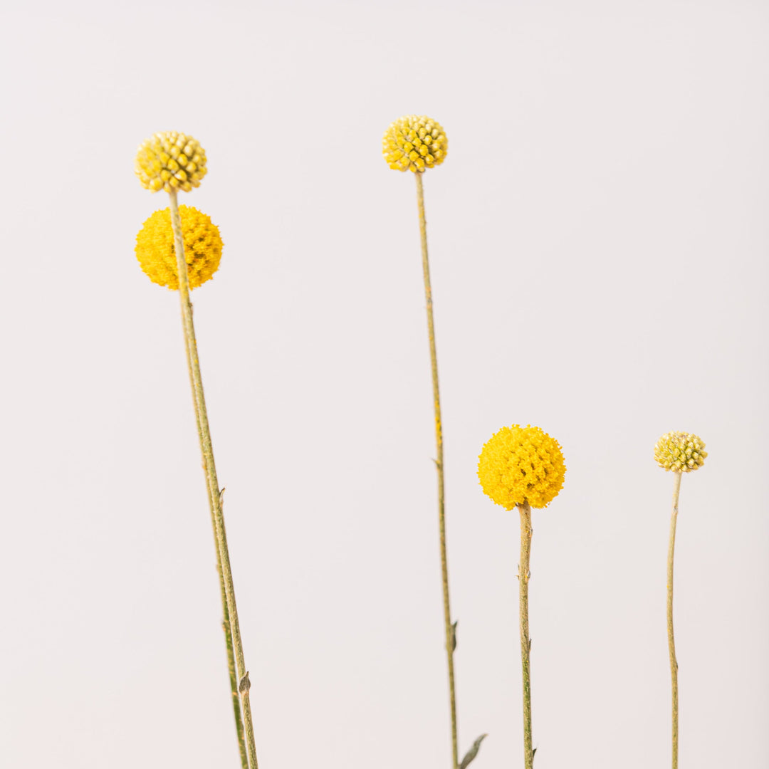 Craspedia globosa – Simegarden