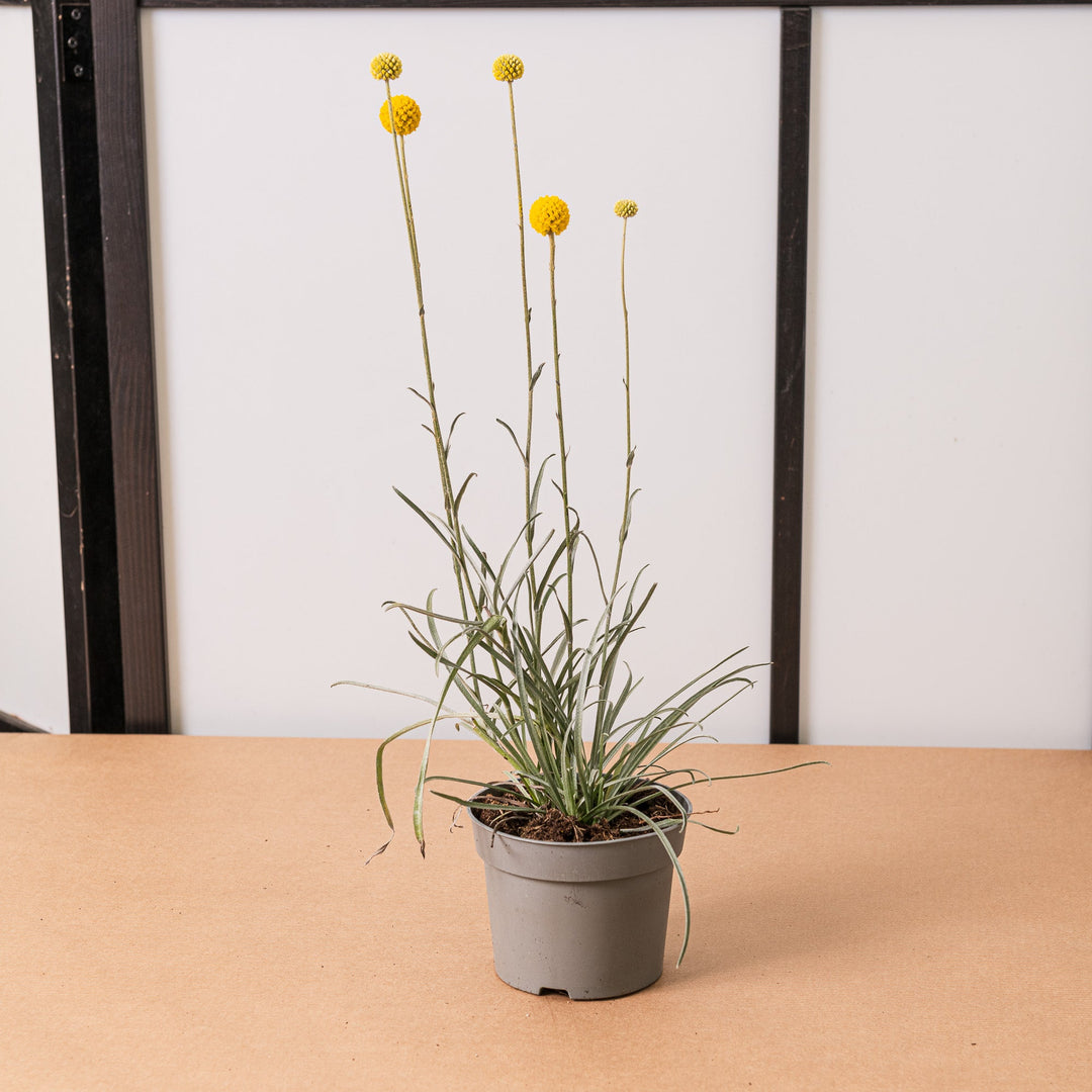 Craspedia globosa – Simegarden
