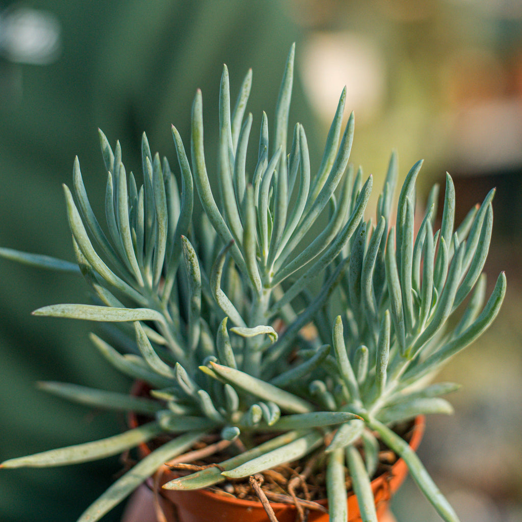 Curio ficoides blue – Simegarden