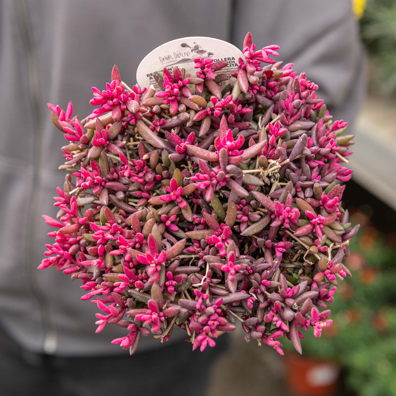 Delosperma "desert dancers" – Simegarden