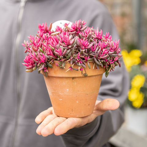 Delosperma "desert dancers" – Simegarden