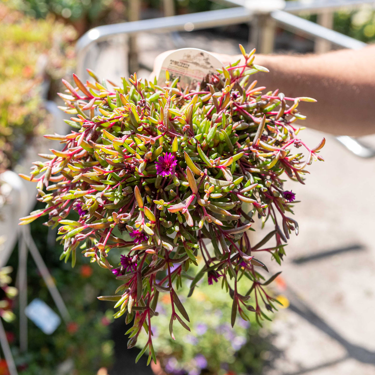 Delosperma "desert dancers" – Simegarden