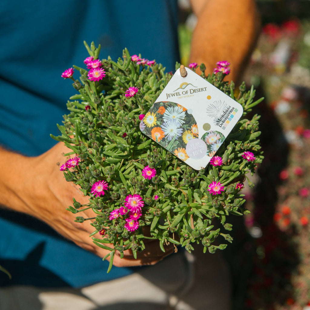 Delosperma sun diamond – Simegarden