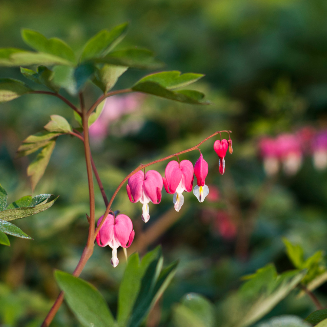 Dicentra spectabilis – Simegarden