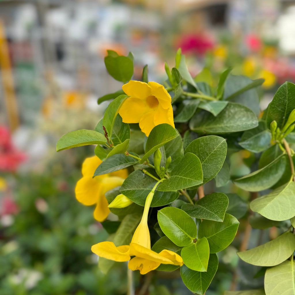 Dipladenia gialla – Simegarden