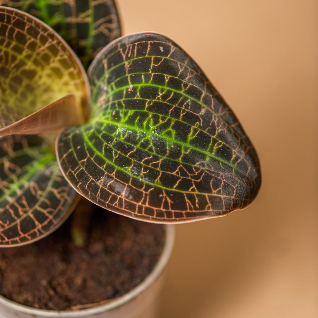 Dossinia marmorata – Simegarden