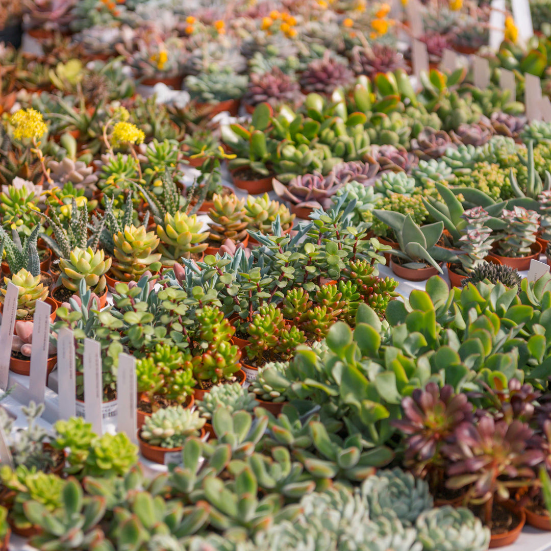 Piante succulente – Simegarden