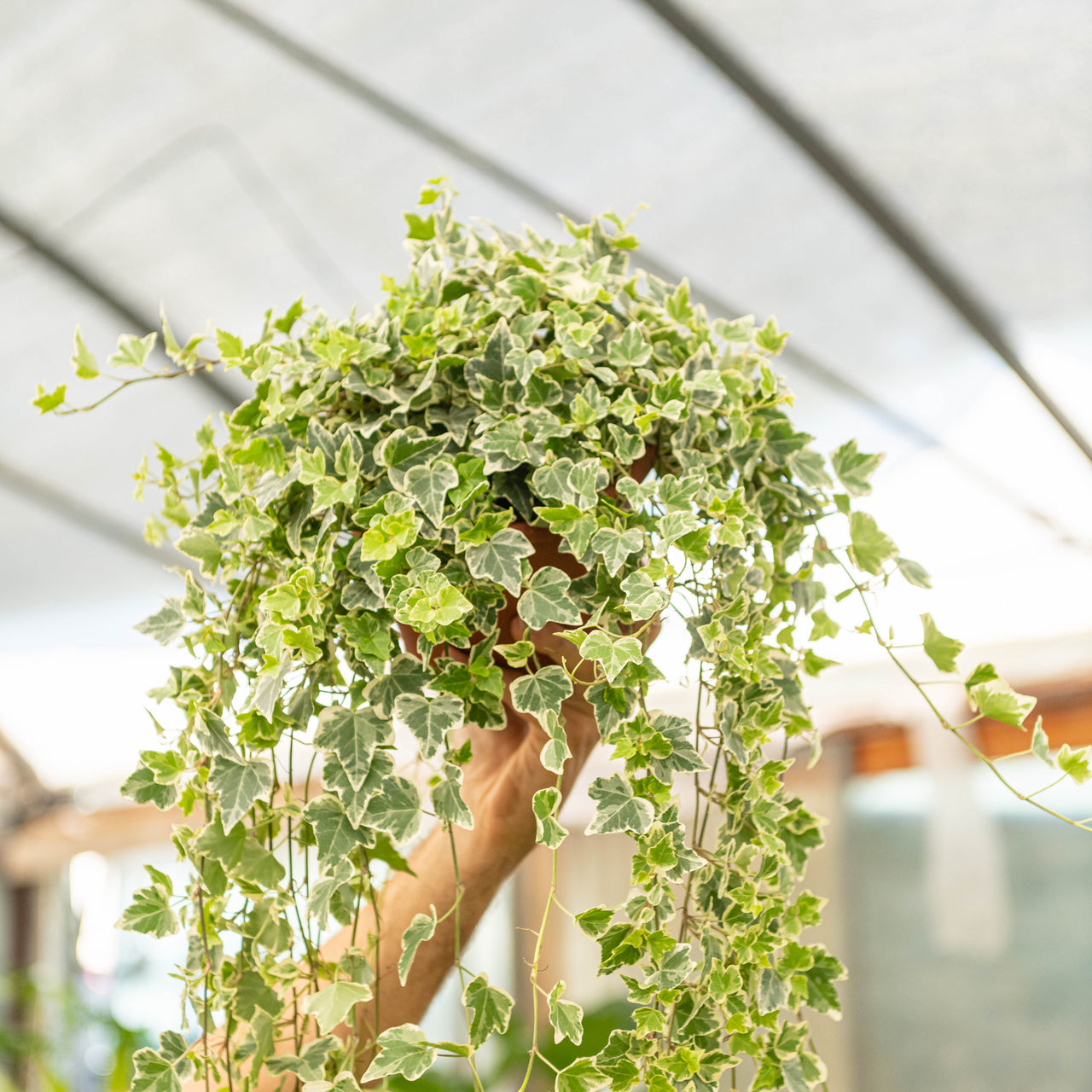 Edera variegata – Simegarden