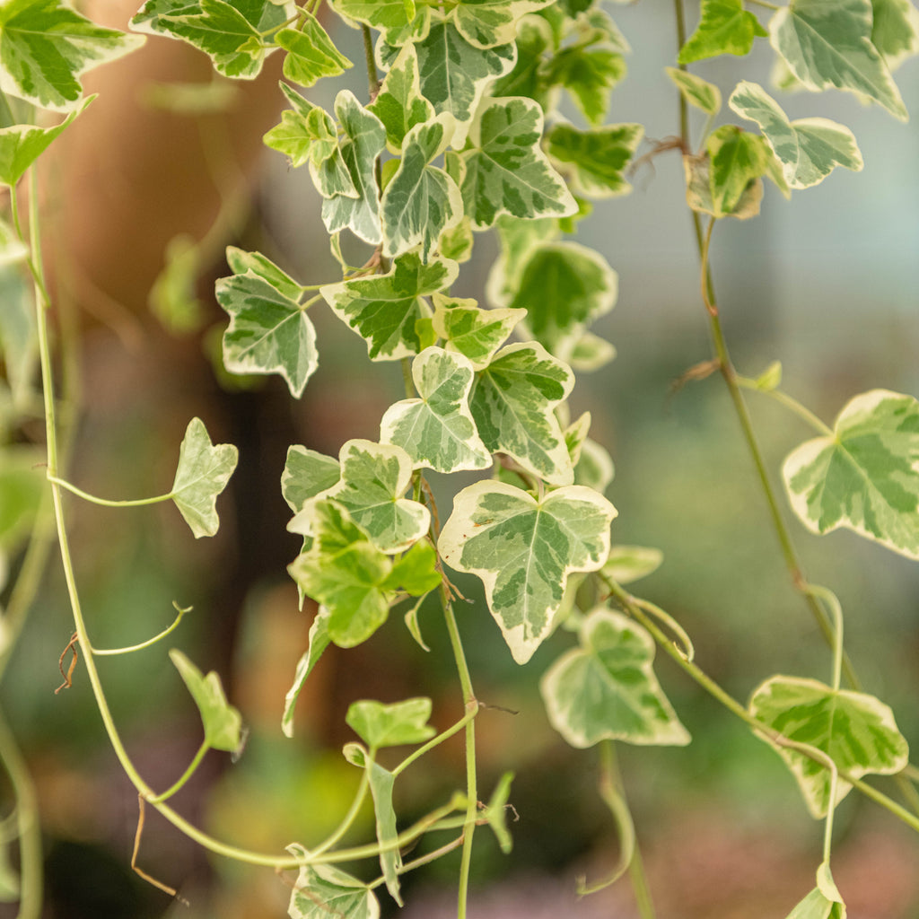 Edera variegata – Simegarden