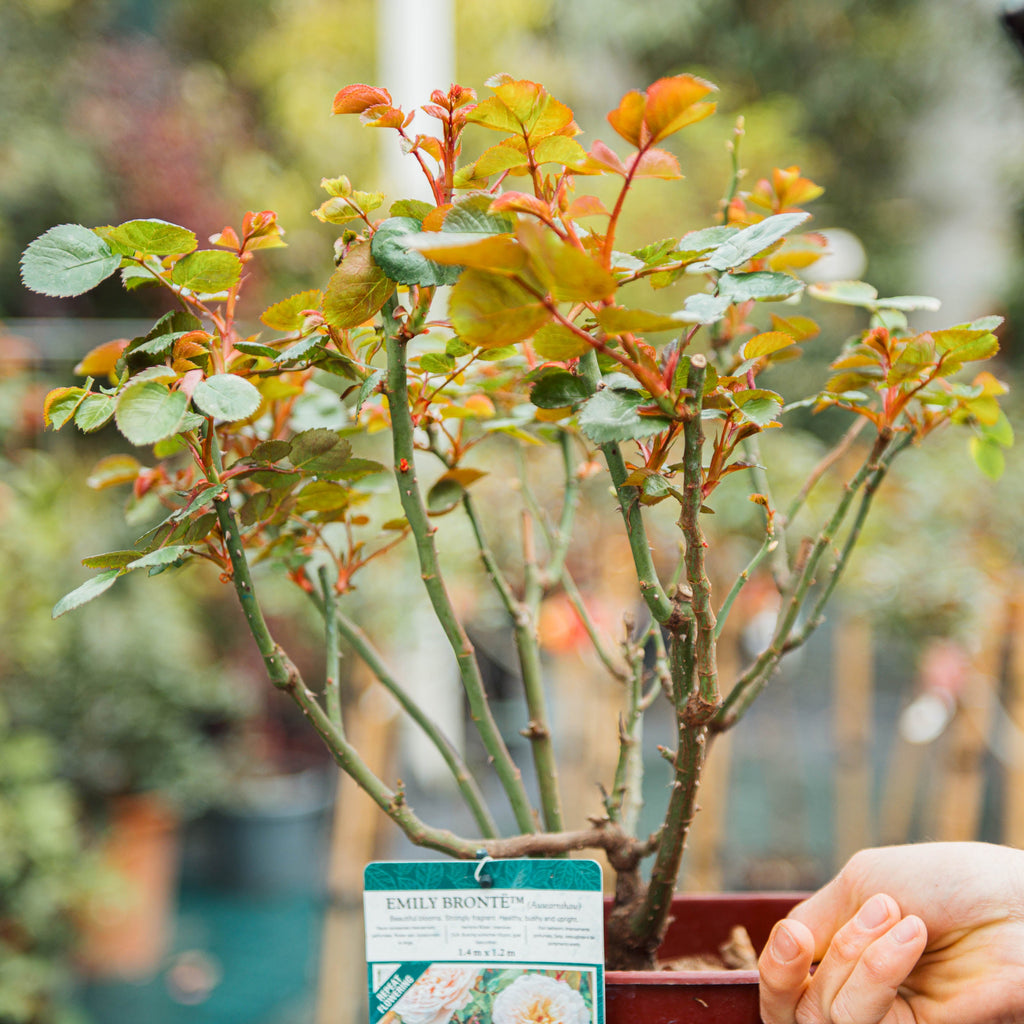 Emily Brontë Rose – Simegarden