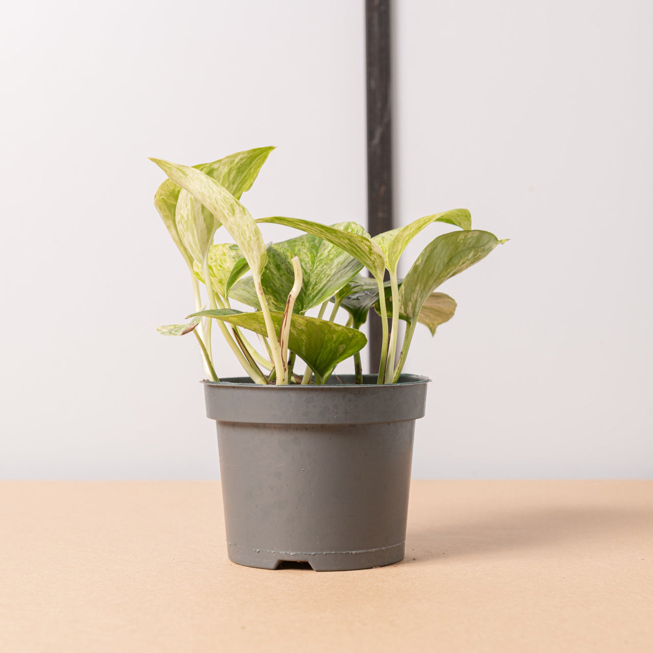 Epipremnum marble queen – Simegarden