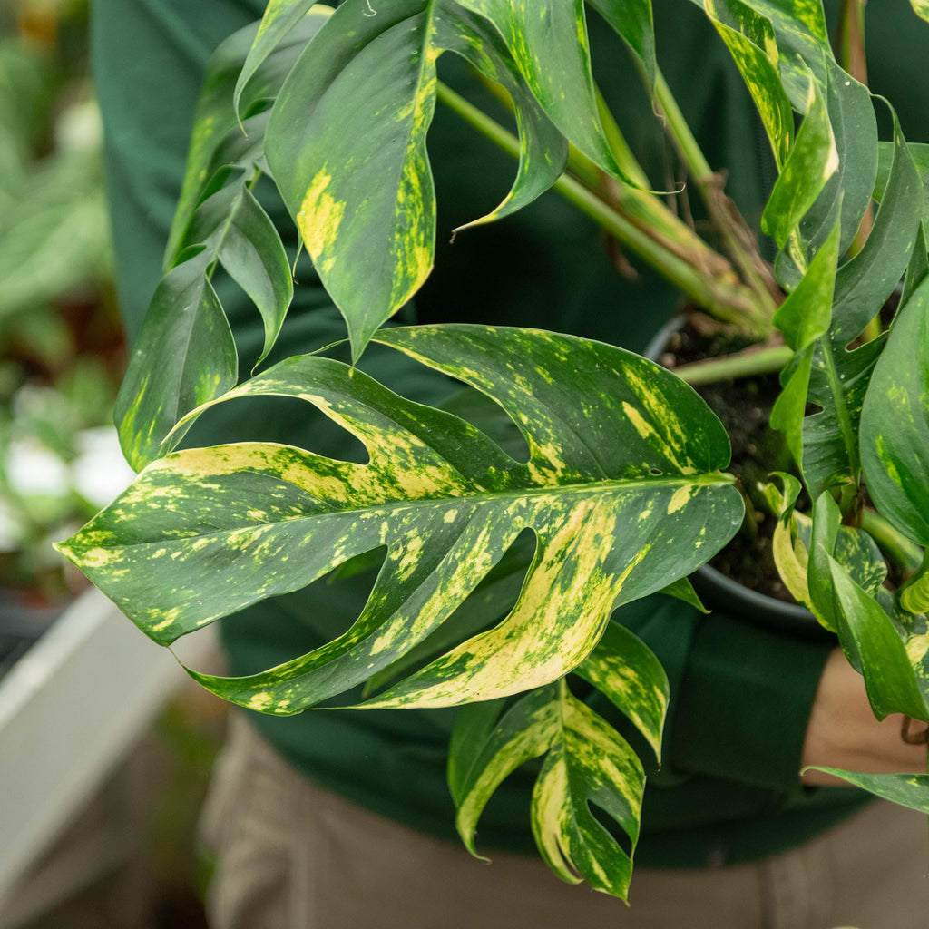 Epipremnum pinnatum Cintho Goldfinger – Simegarden