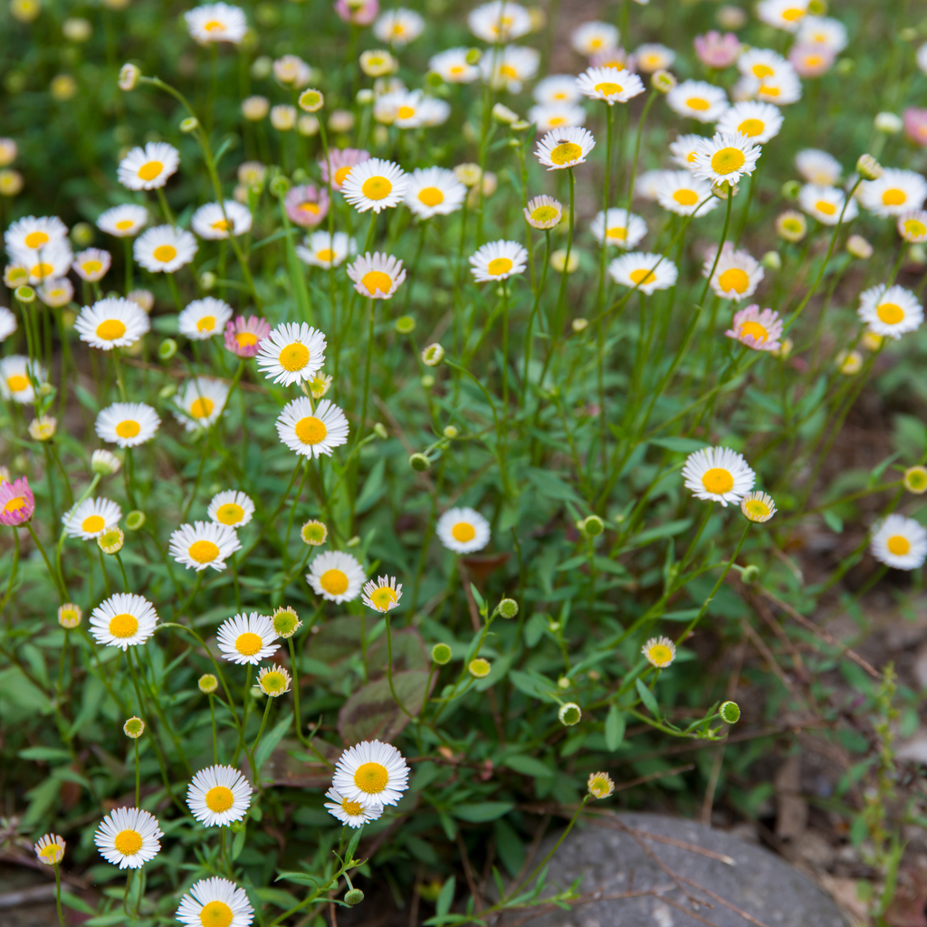 Erigeron – Simegarden
