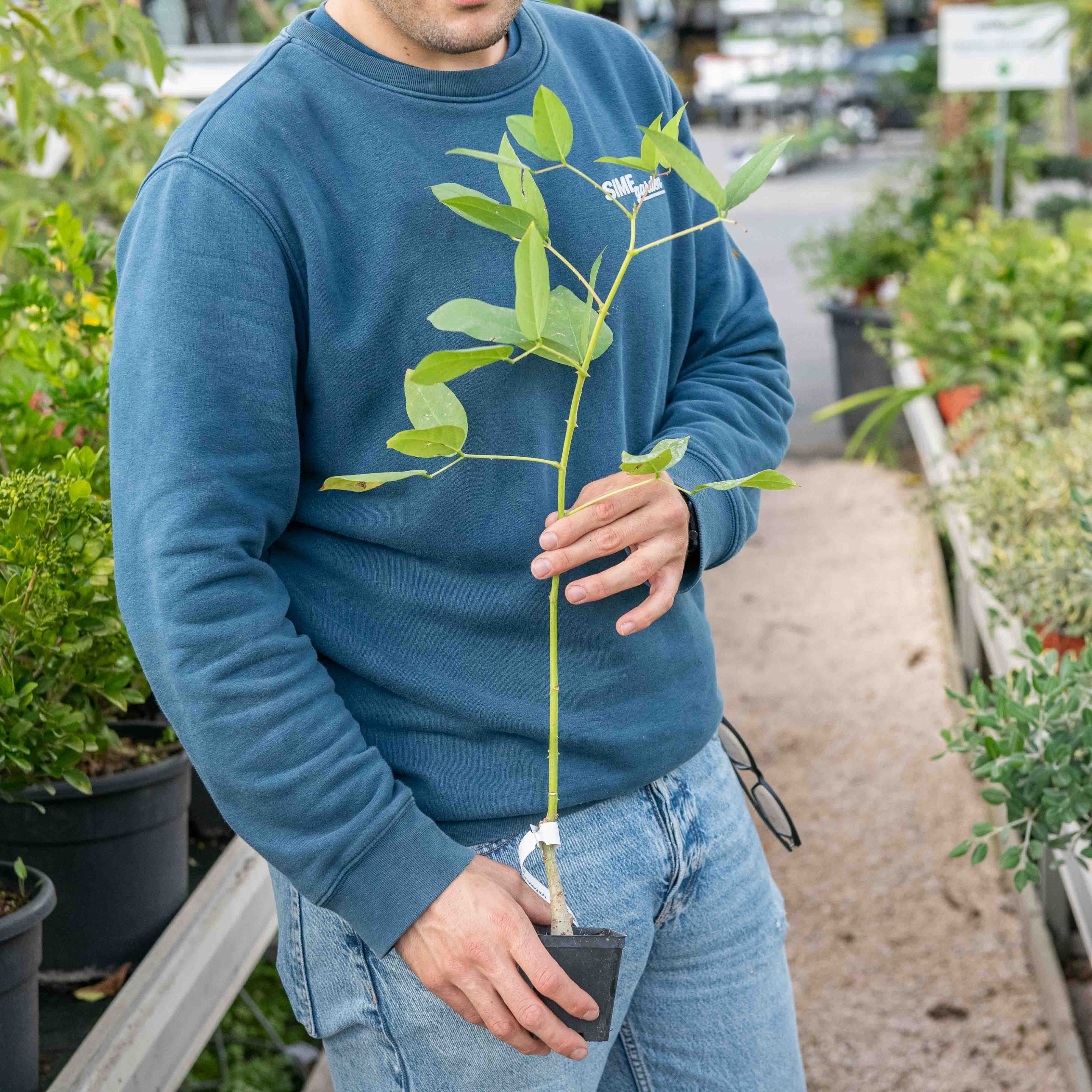 Erythrina crista-galli – Simegarden