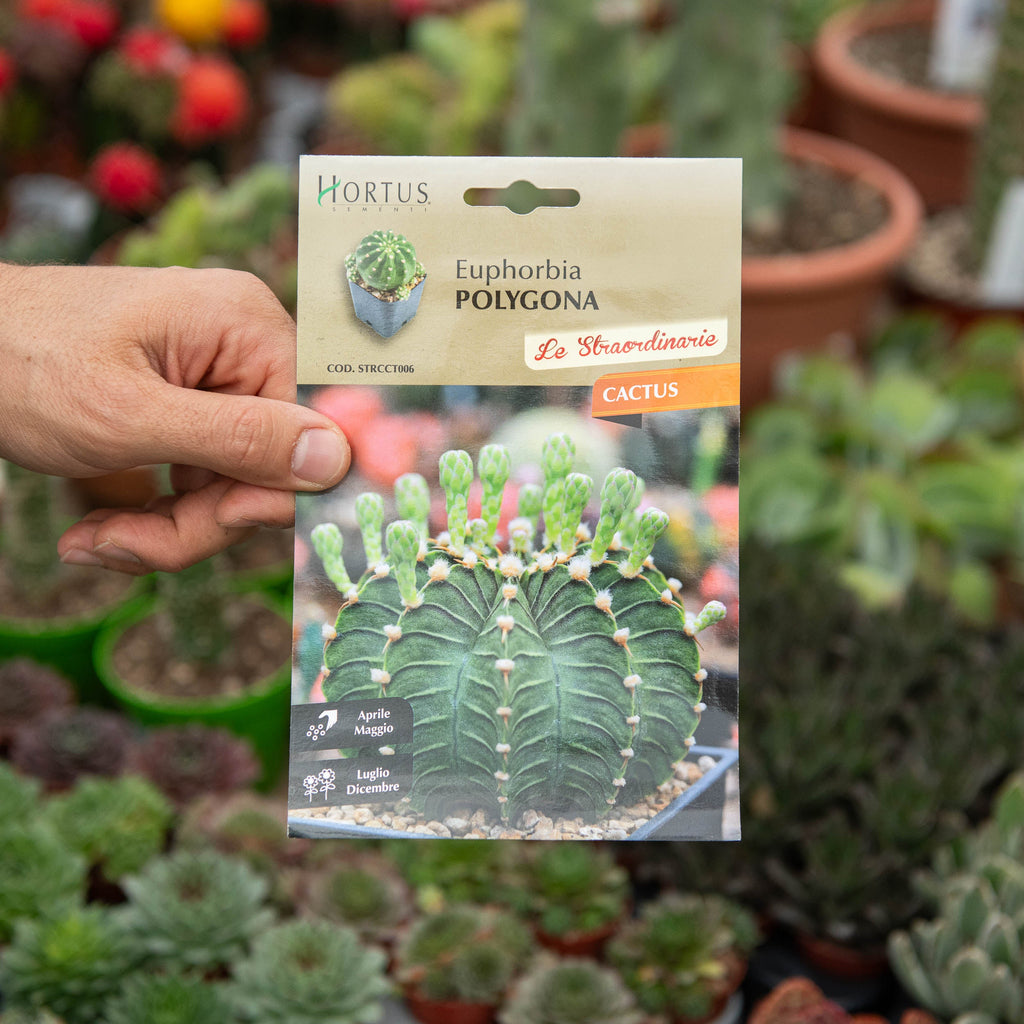 Euphorbia Polygona Semi – Simegarden