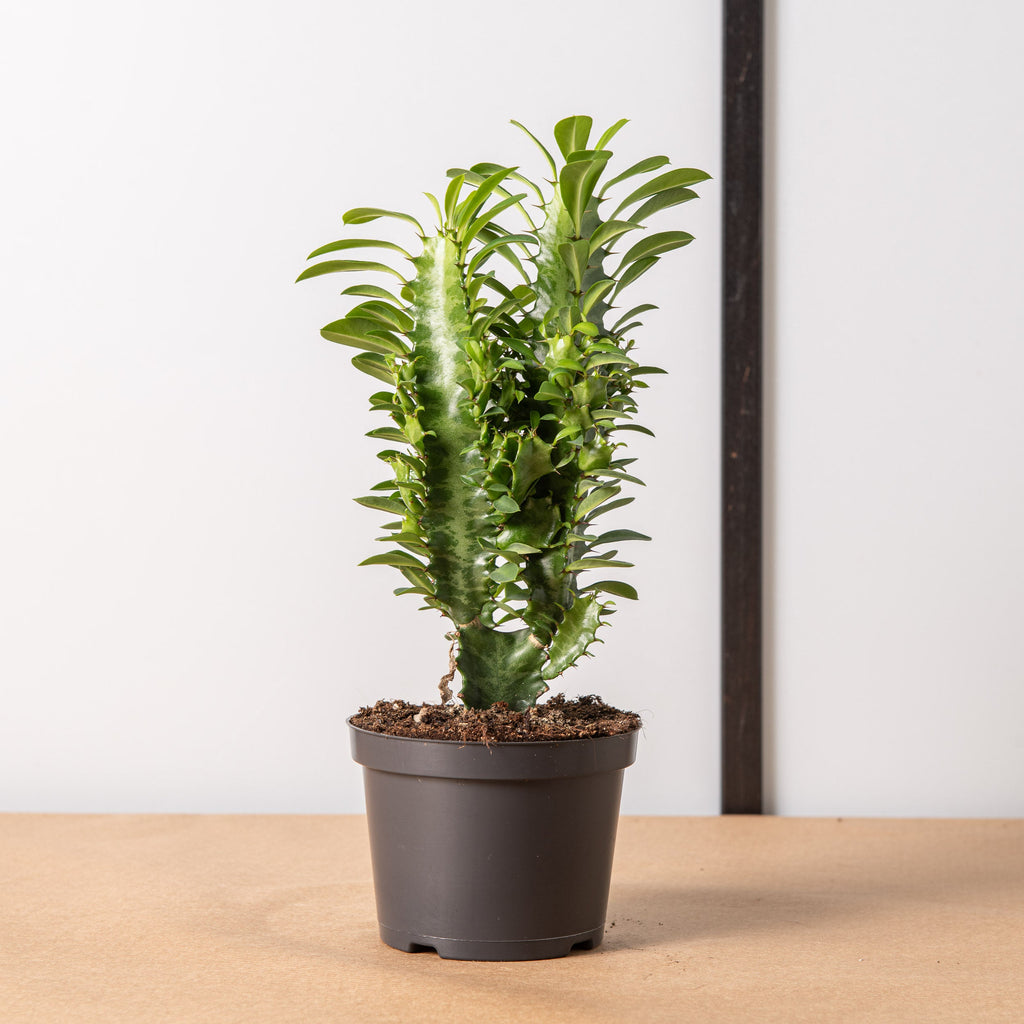 Euphorbia trigona Green – Simegarden