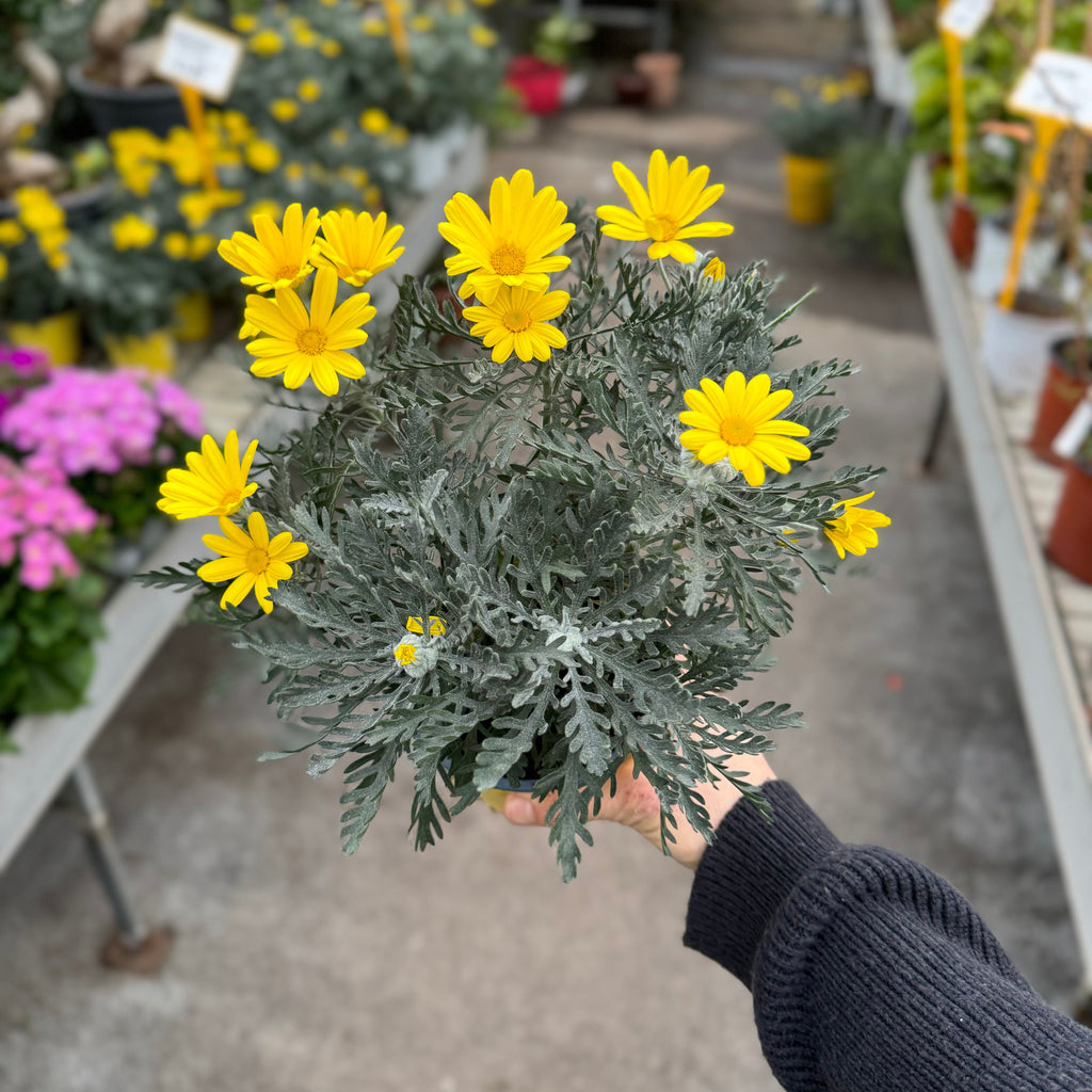 Euryops pectinatus – Simegarden