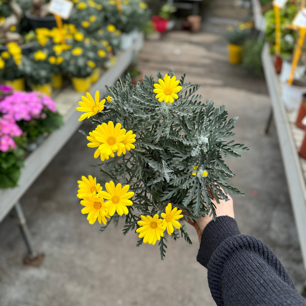 Euryops pectinatus – Simegarden