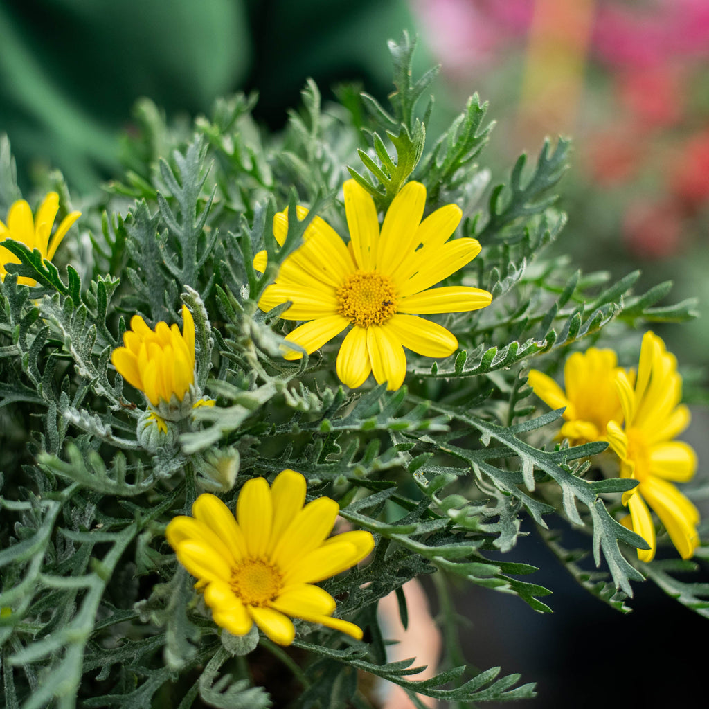 Euryops pectinatus – Simegarden
