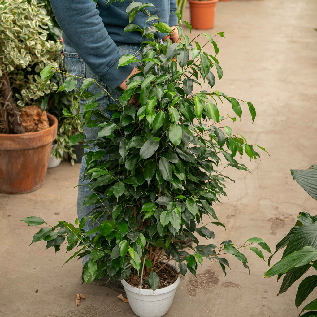 Ficus benjamin Danielle – Simegarden