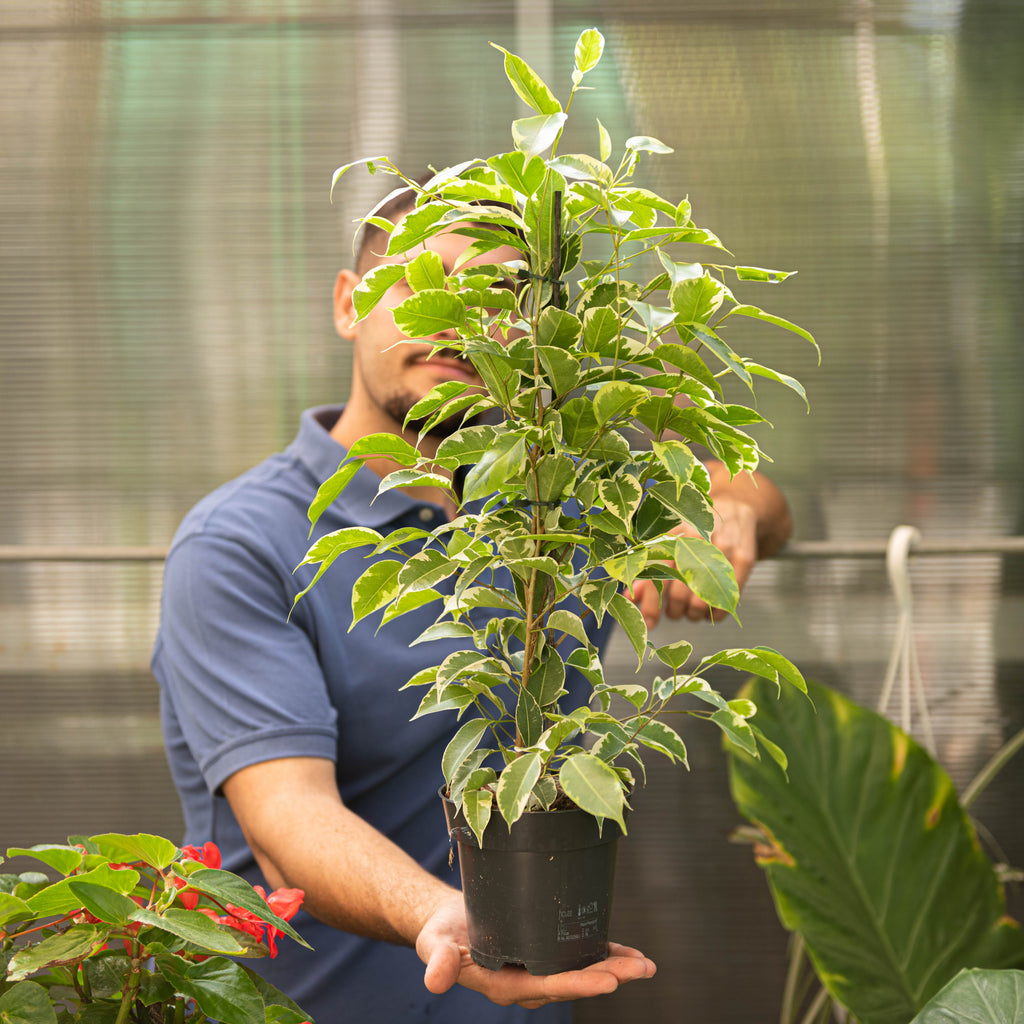 Ficus benjamin variegato – Simegarden