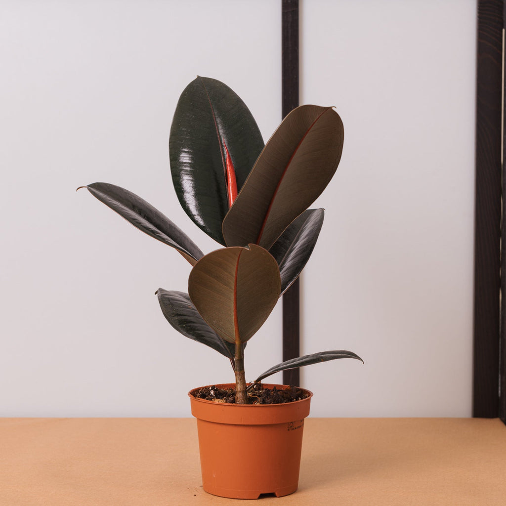 Ficus elastica Abidjan – Simegarden