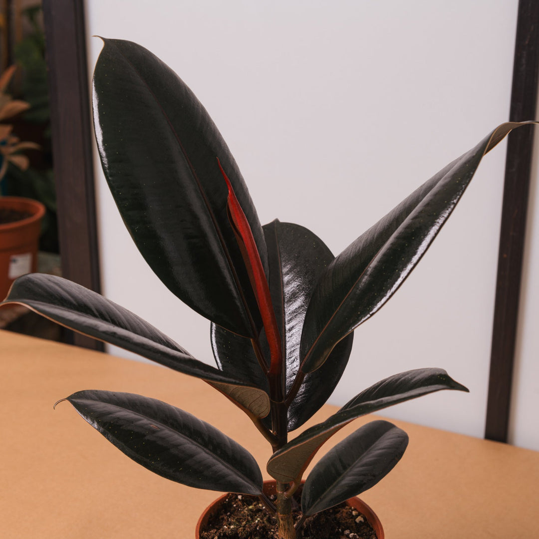 Ficus elastica Abidjan – Simegarden