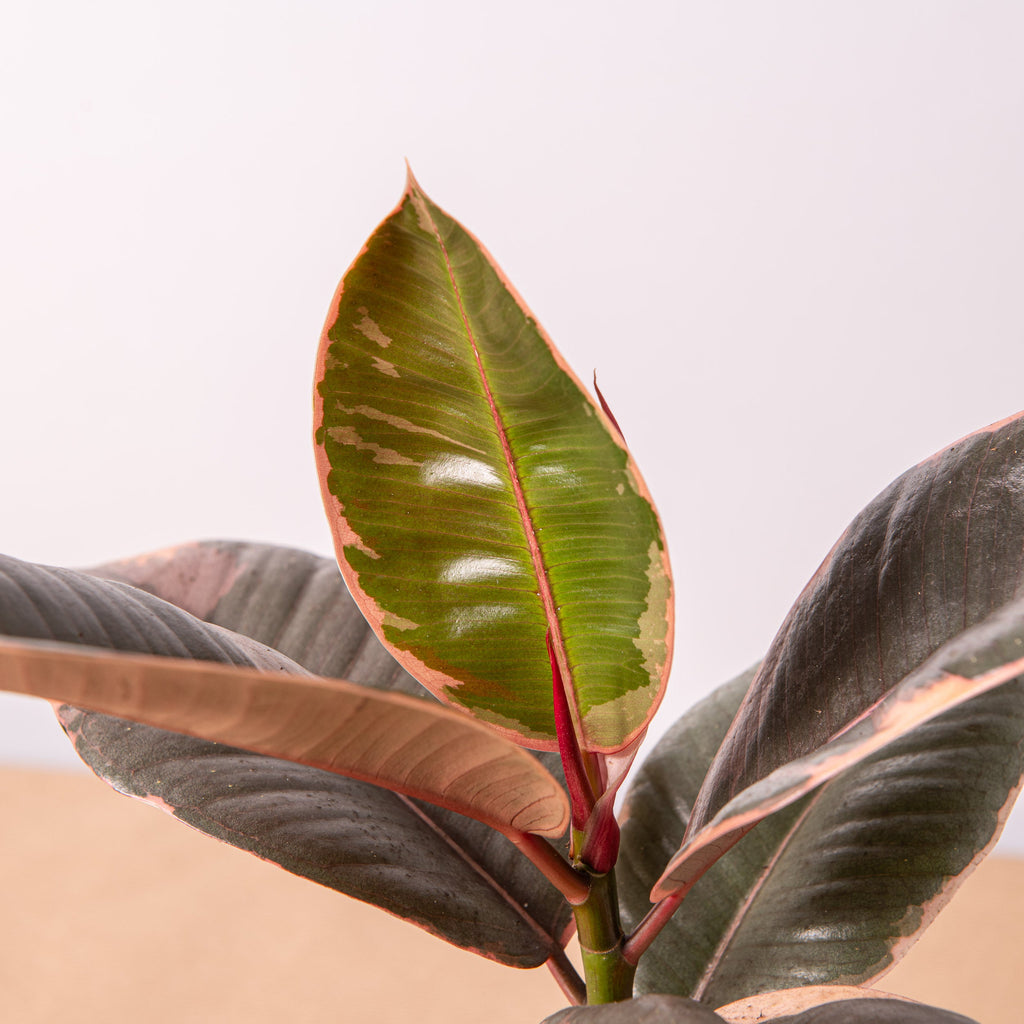 Ficus elastica Belize – Simegarden