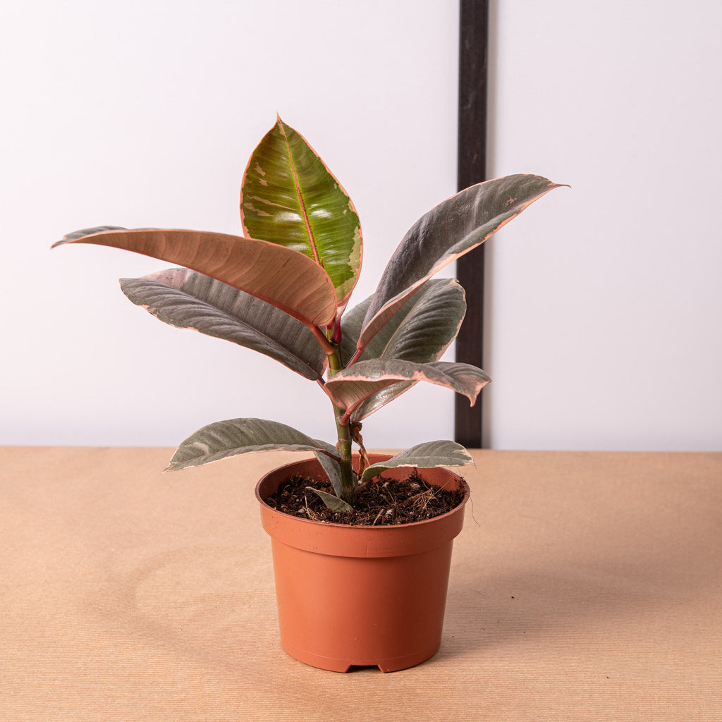 Ficus elastica Belize – Simegarden