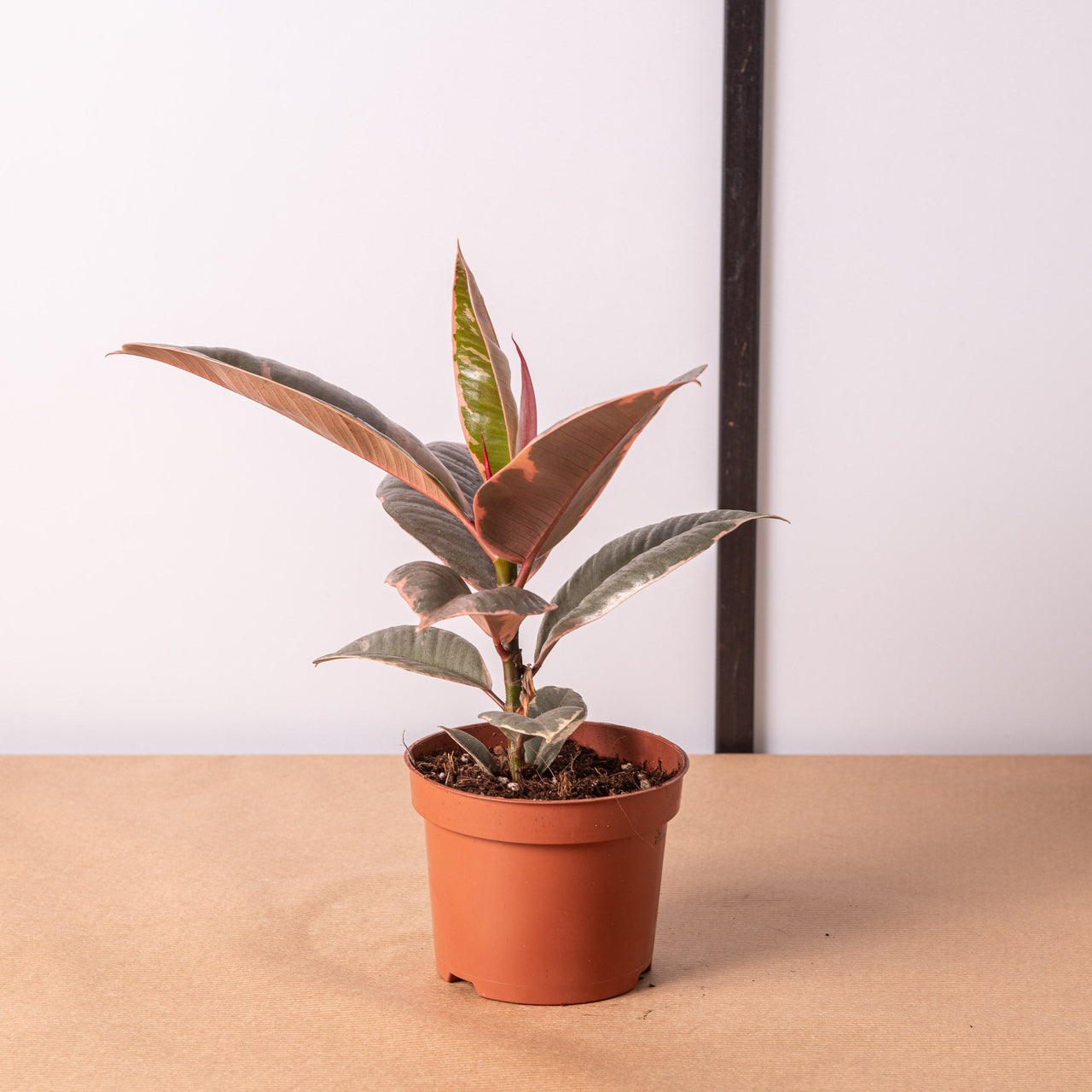 Ficus elastica Belize – Simegarden