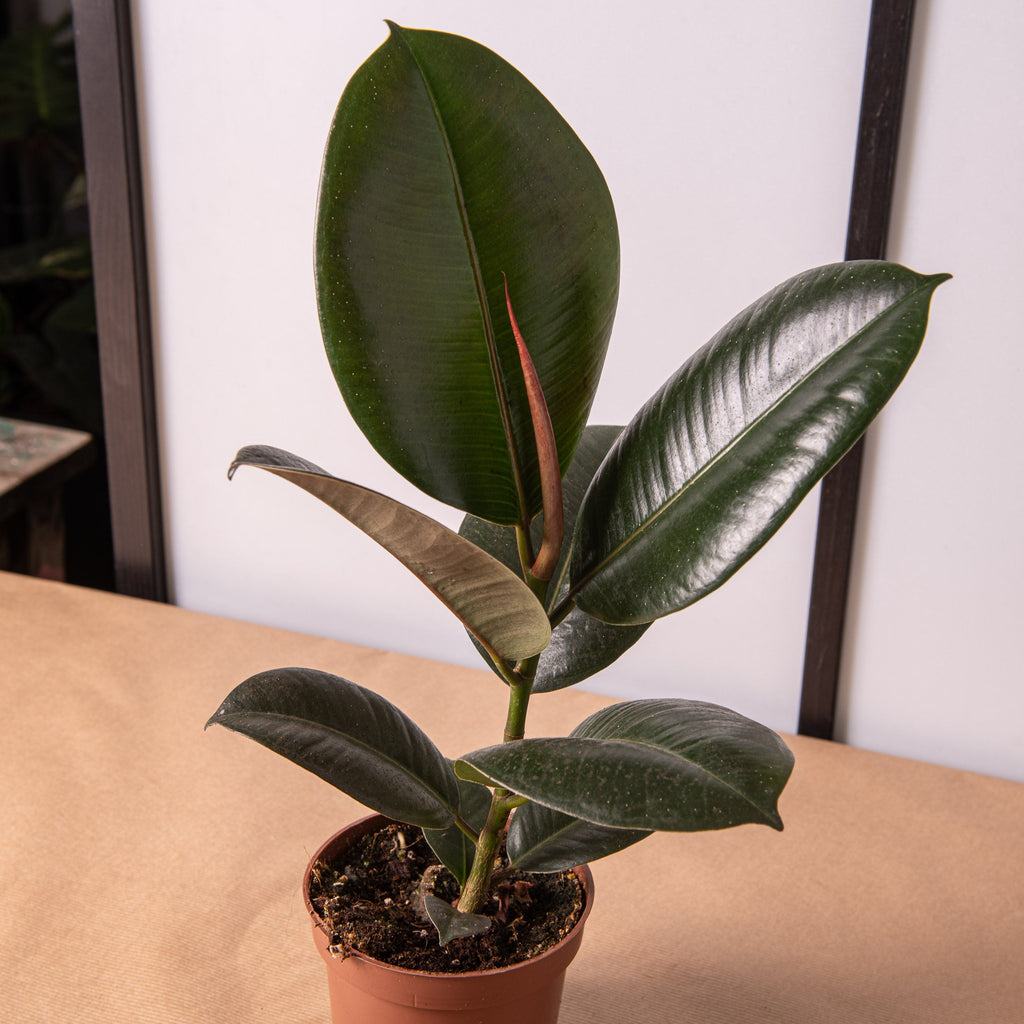 Ficus elastica Robusta – Simegarden