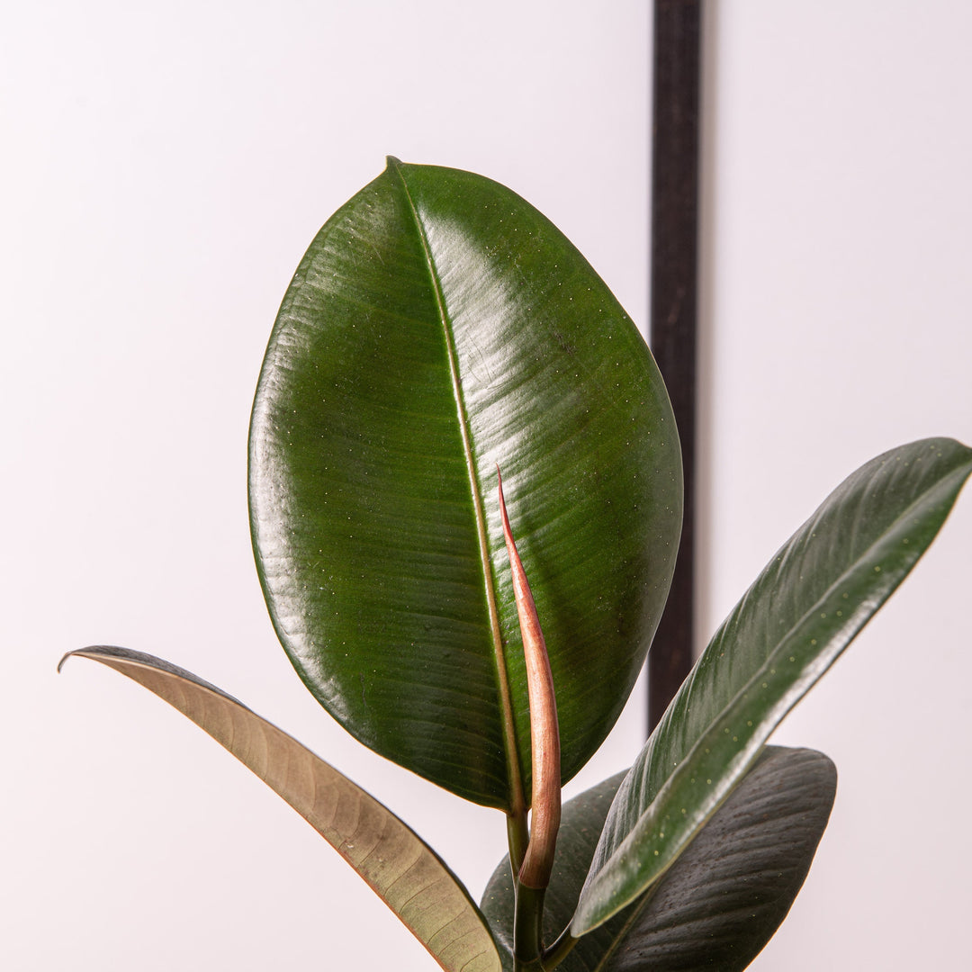 Ficus elastica Robusta – Simegarden