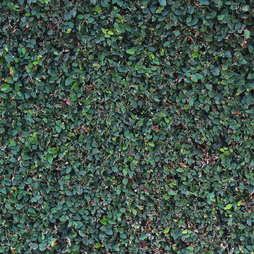 Ficus repens - Ficus pumila - Ficus pumila repens – Simegarden