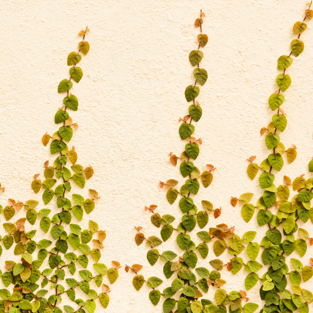 Ficus repens - Ficus pumila - Ficus pumila repens – Simegarden