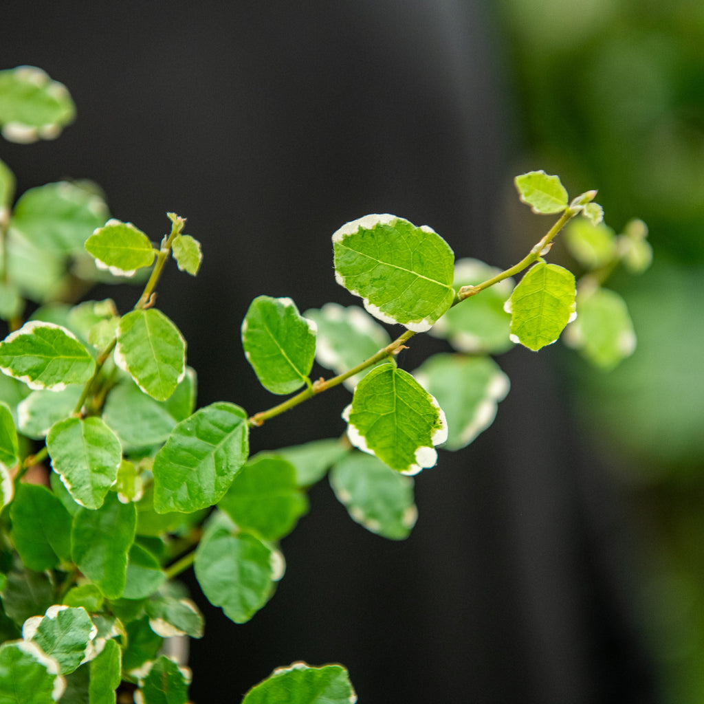 Ficus repens Variegato (Ficus pumila variegata) – Simegarden