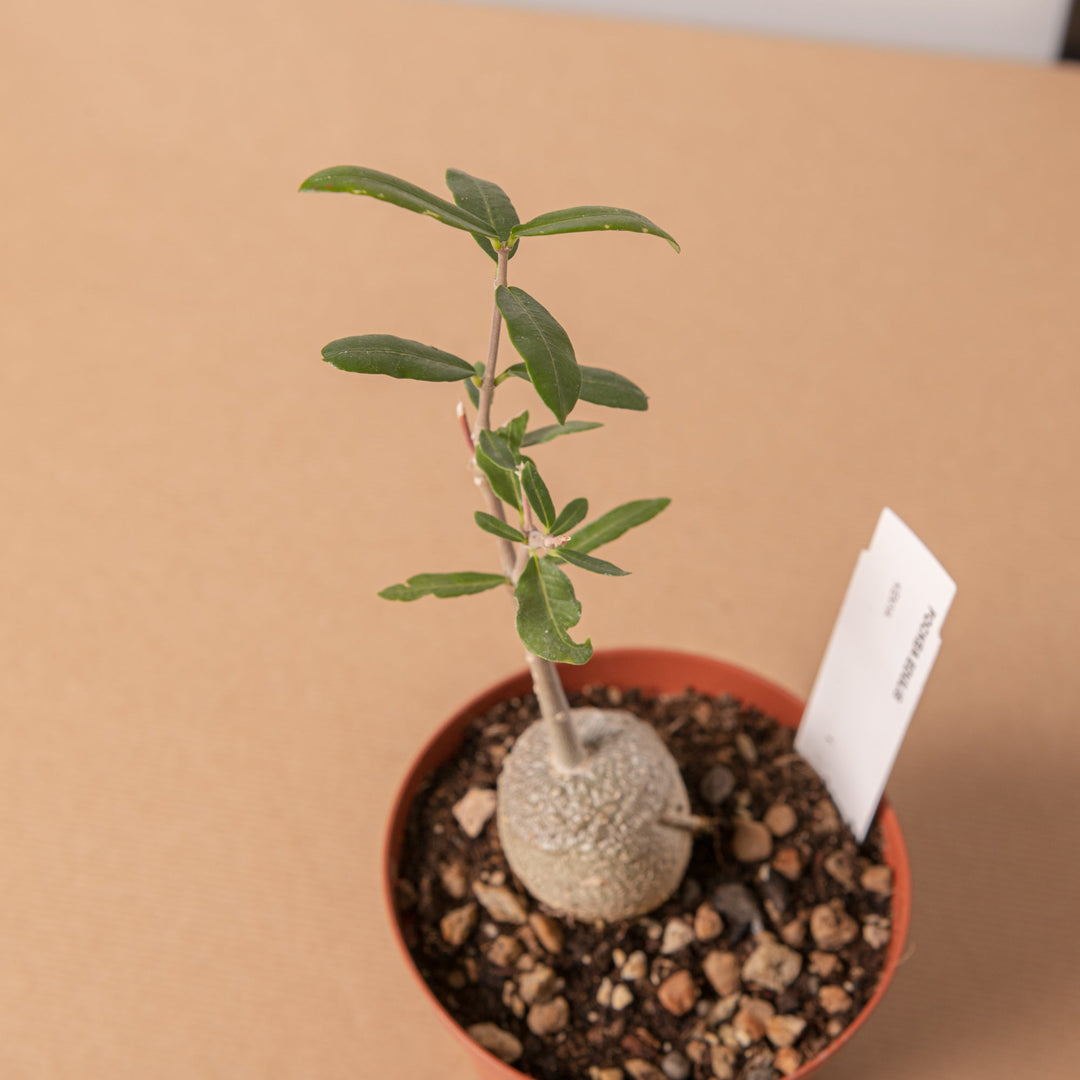 Fockea edulis – Simegarden