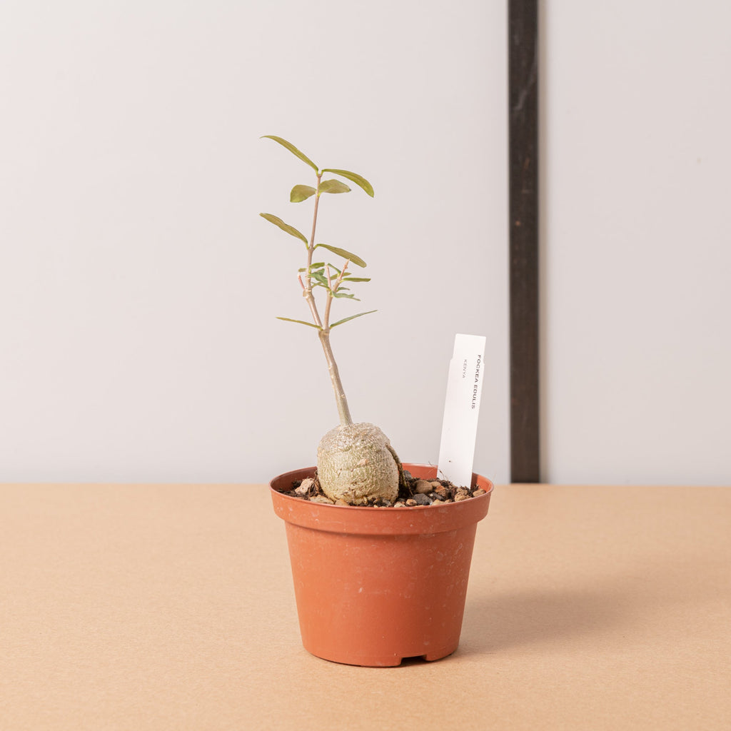 Fockea edulis – Simegarden