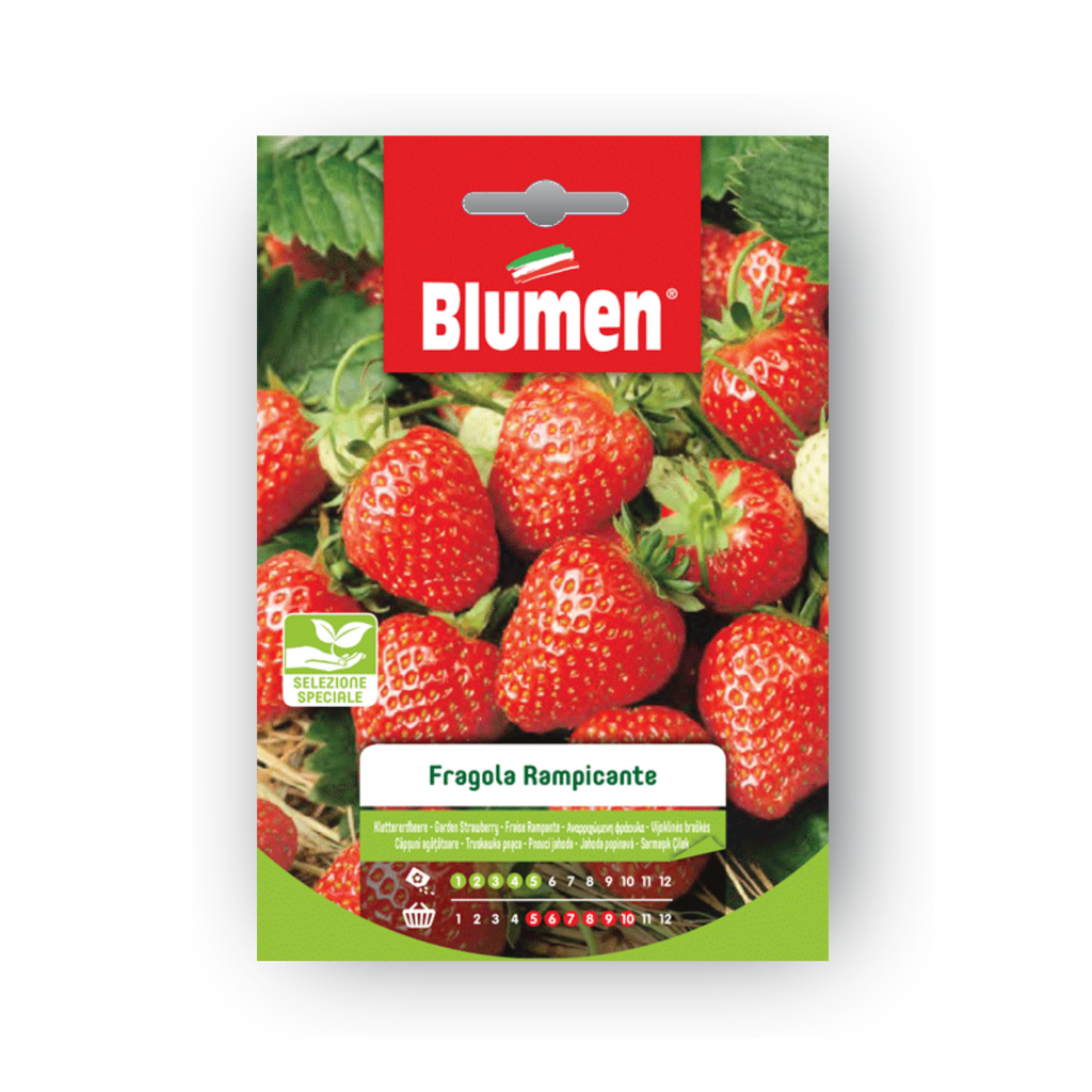 Fragola rampicante semi - Fragola semi – Simegarden