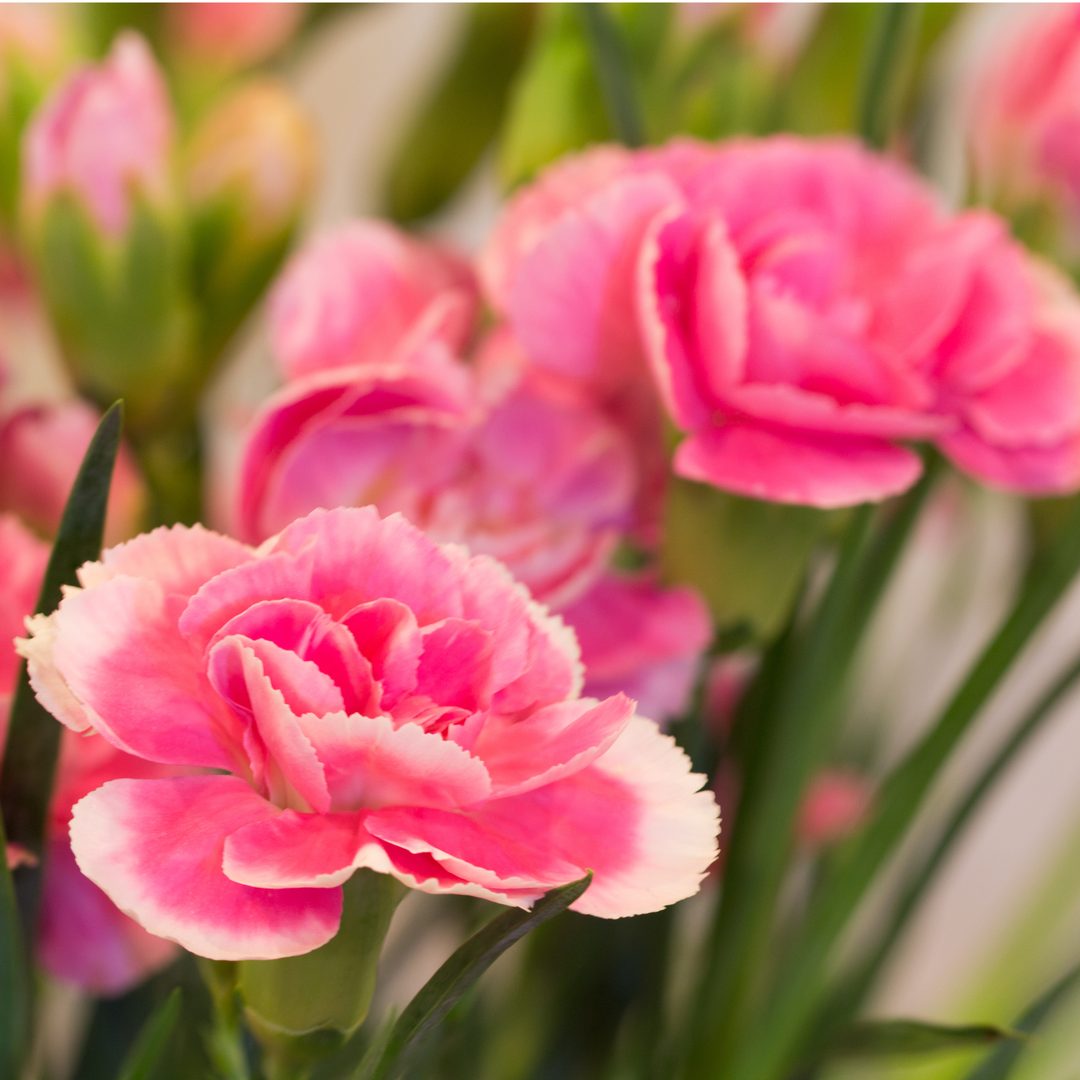 Garofano pianta – Simegarden