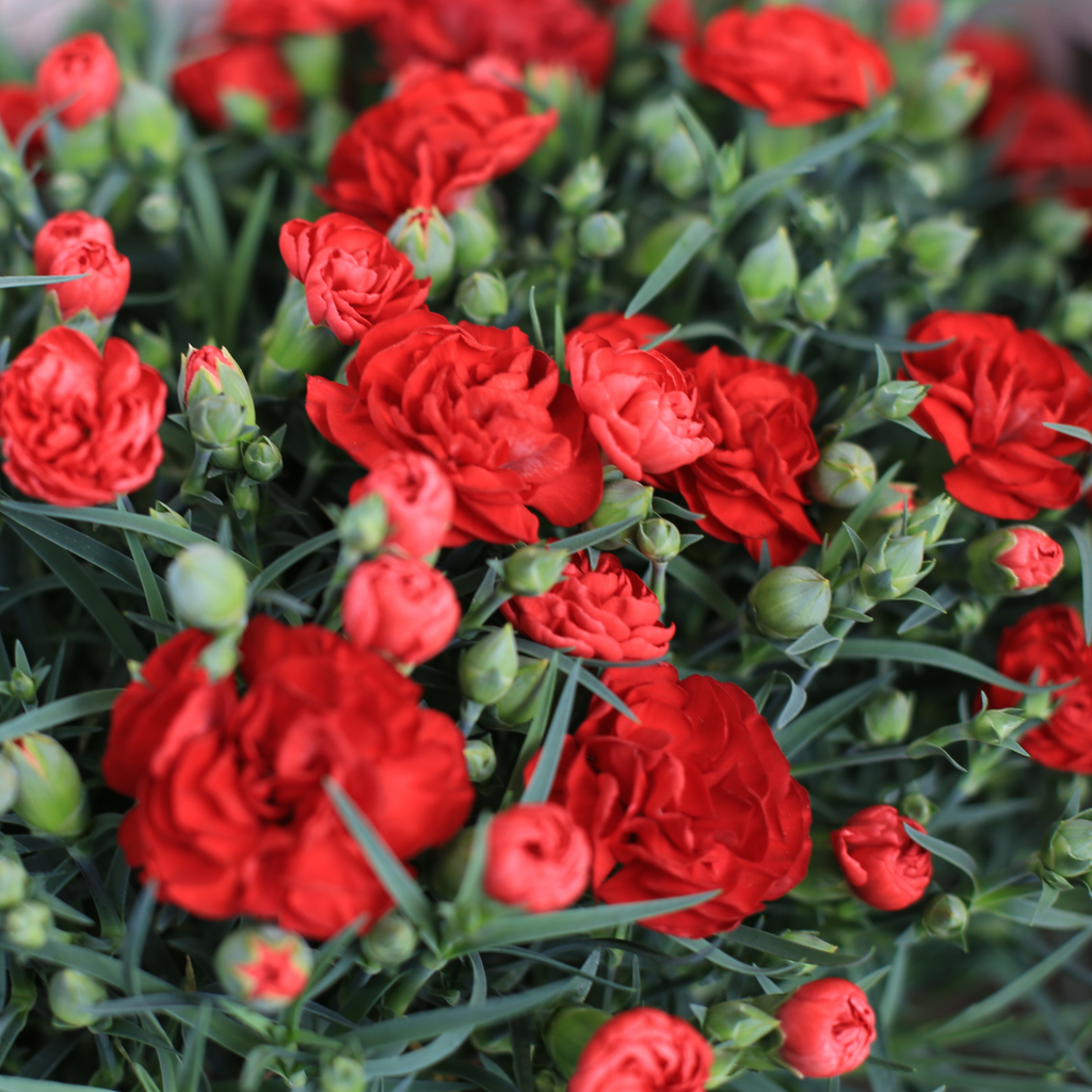 Garofano pianta – Simegarden