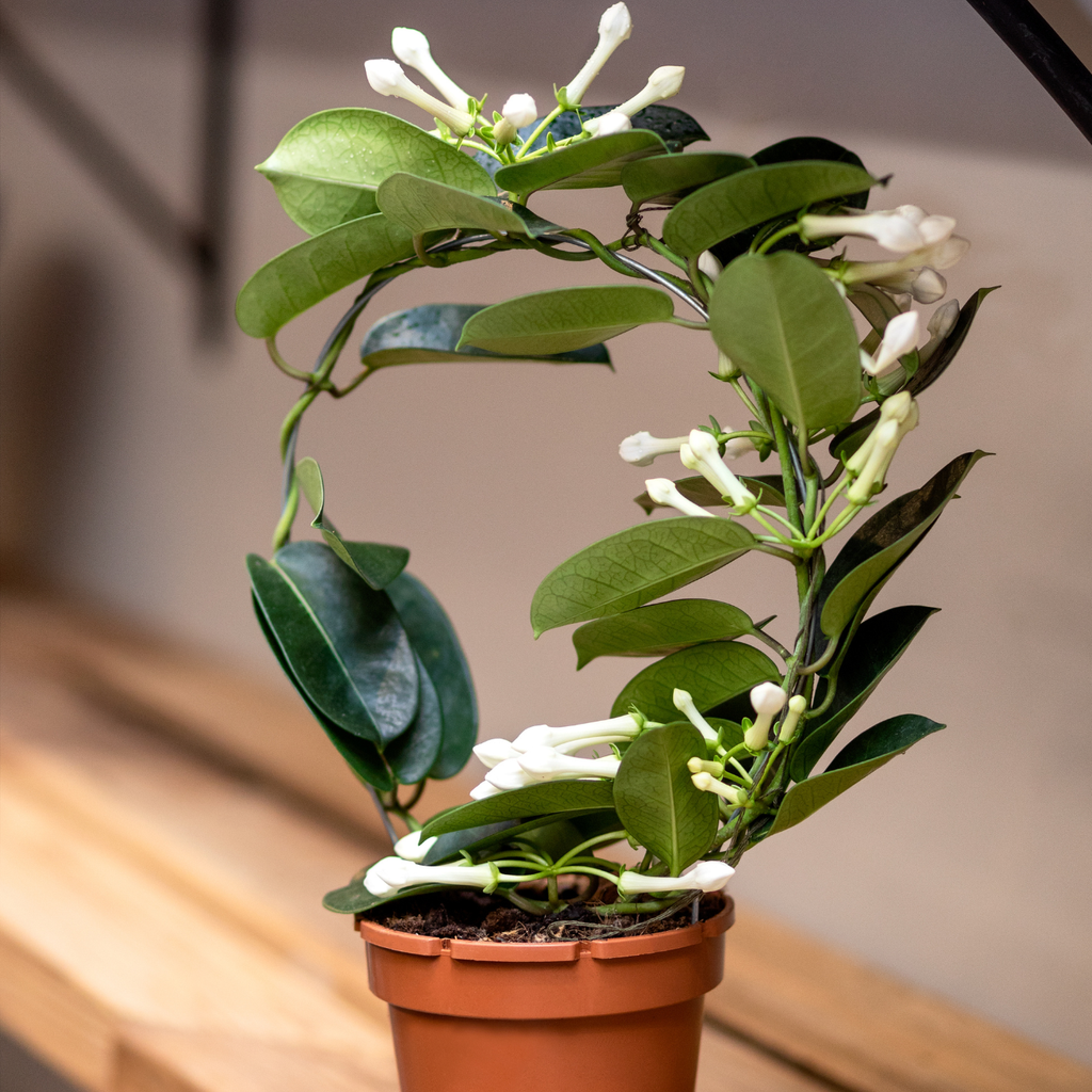 Gelsomino del Madagascar (Stephanotis floribunda) – Simegarden