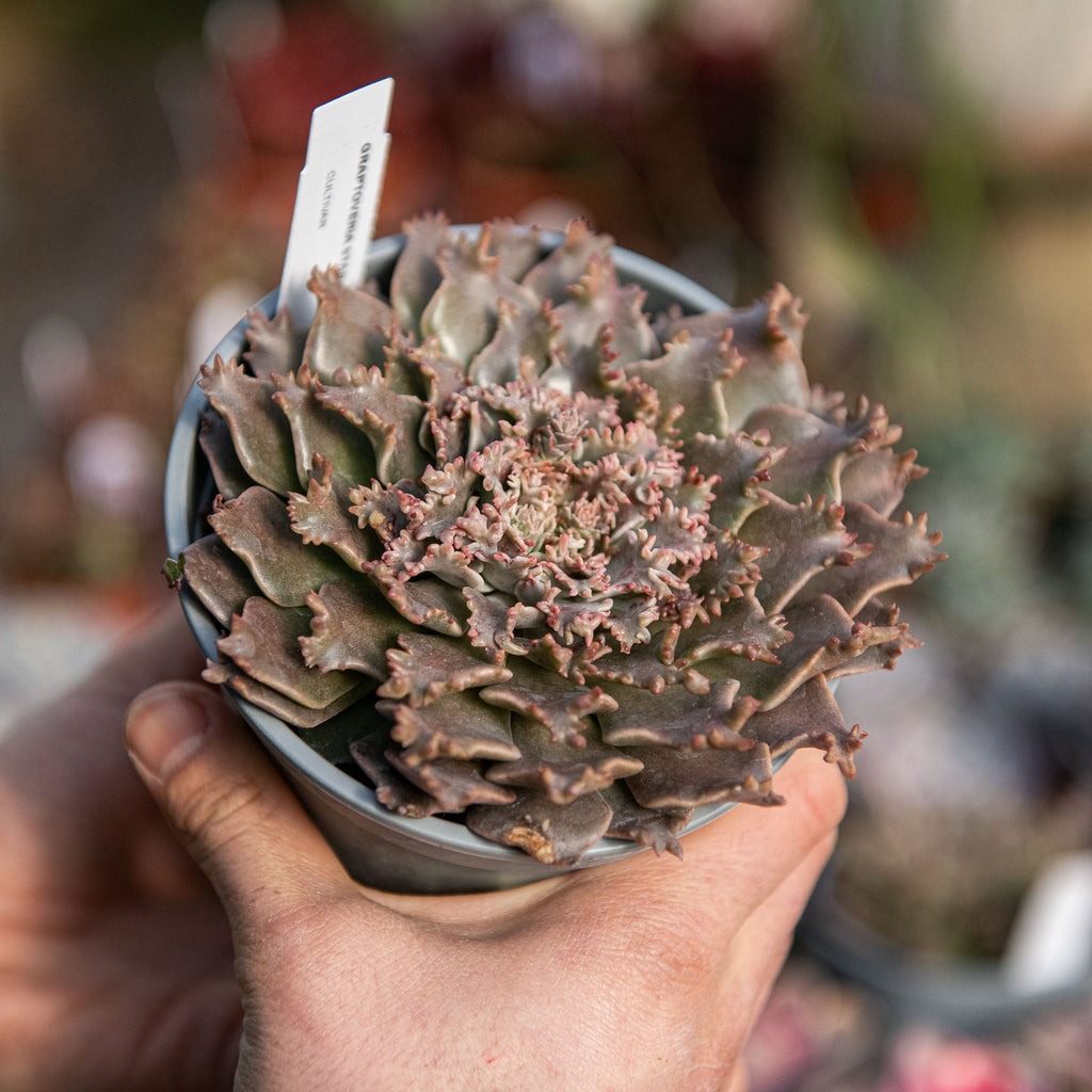 Graptoveria starfire – Simegarden