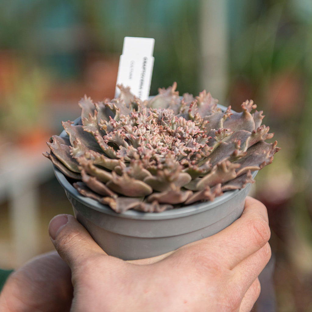 Graptoveria starfire – Simegarden