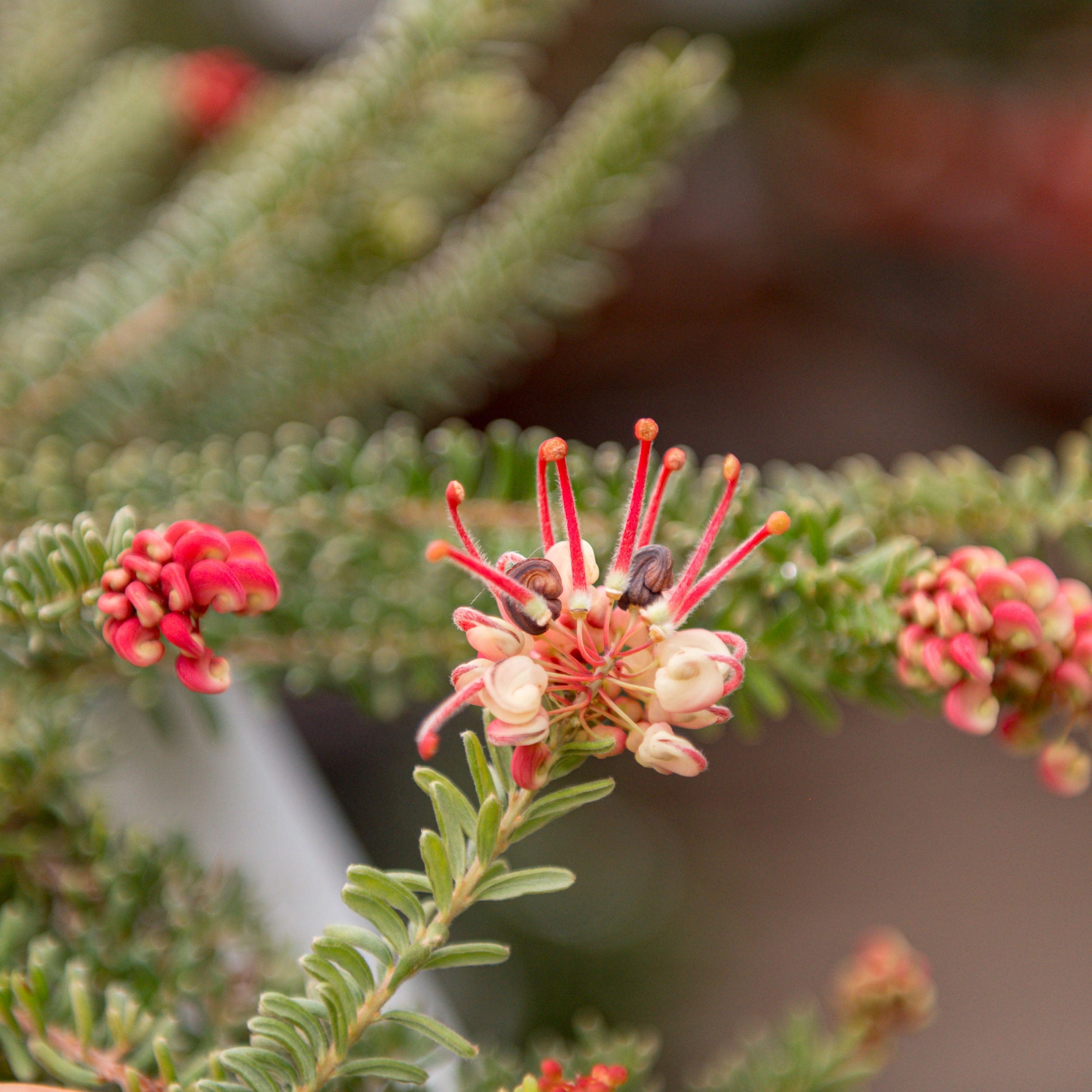 Grevillea lanigera Tamboritha – Simegarden